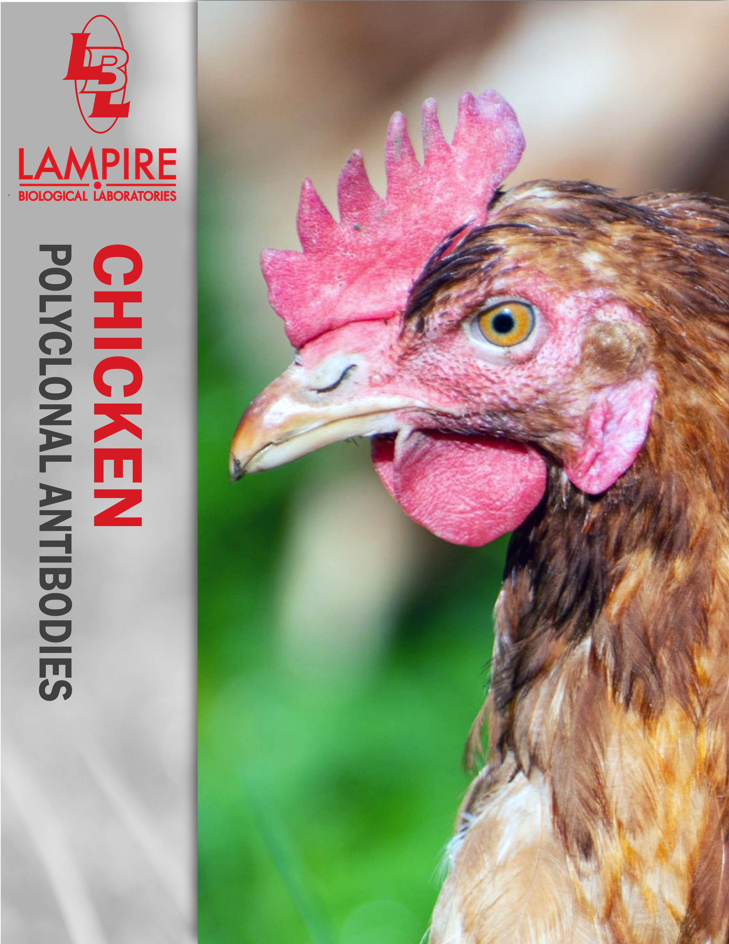 CHICKENS | Lampire Biological Laboratories, Inc.