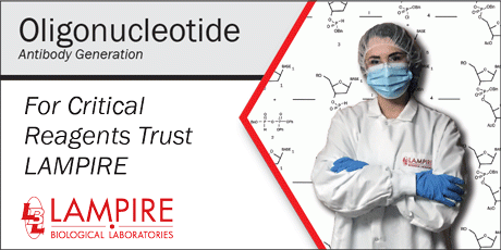Oligonucleotide Antibody Generation | Lampire Biological Laboratories, Inc.