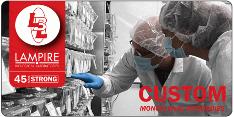JANUARY FEATURED ITEM: CUSTOM MONOCLONAL ANTIBODIES | Lampire ...